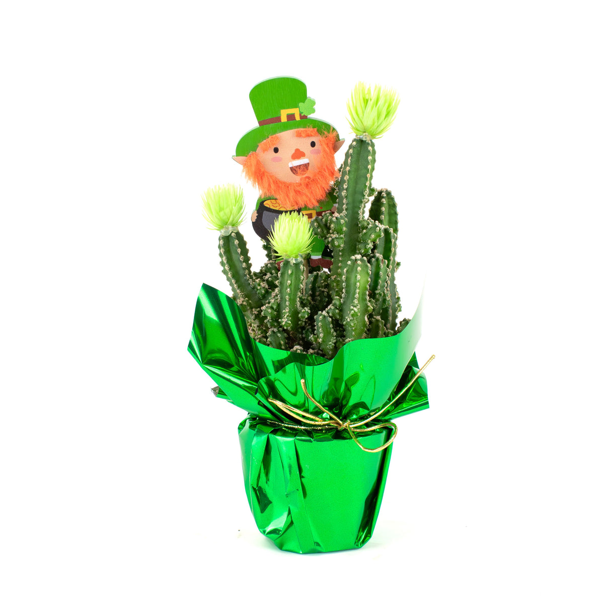 2.5" Cactus, Cereus Fairy Castle in St Patricks Mylar - PAK 28 (Cites ...