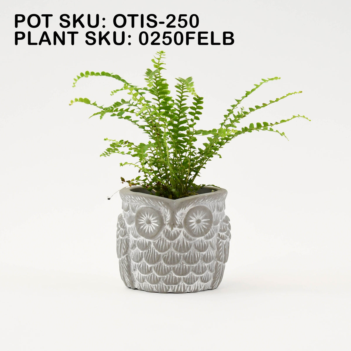 Otis the Owl Drop-Ins - PAK 12 – Colasanti Farms