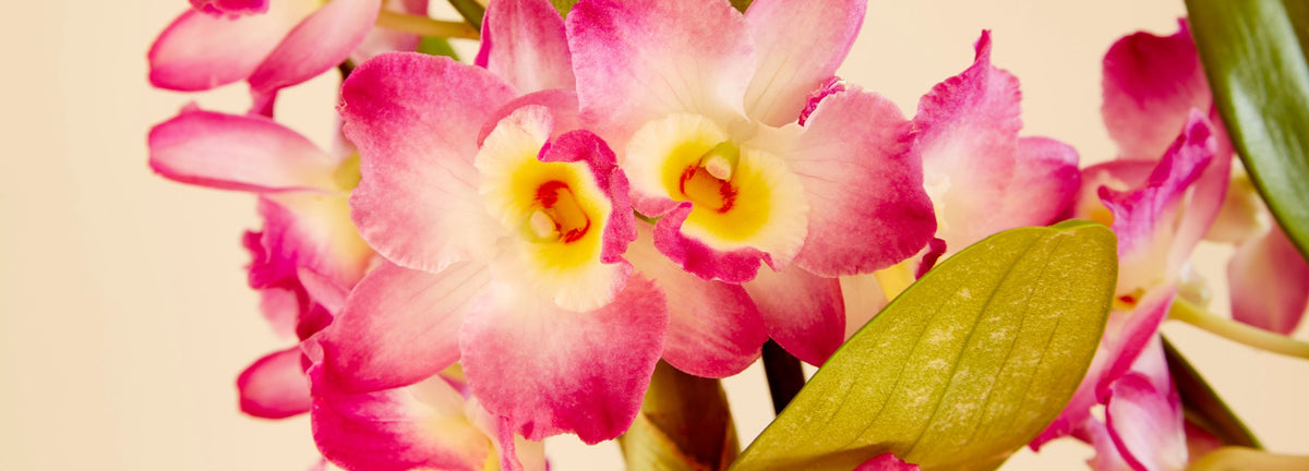 Orchids – Colasanti Farms