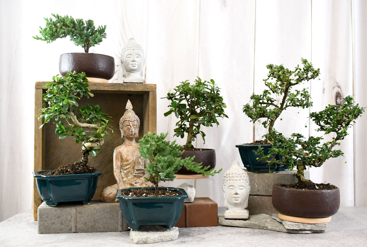 Bonsai Pottery – Colasanti Farms
