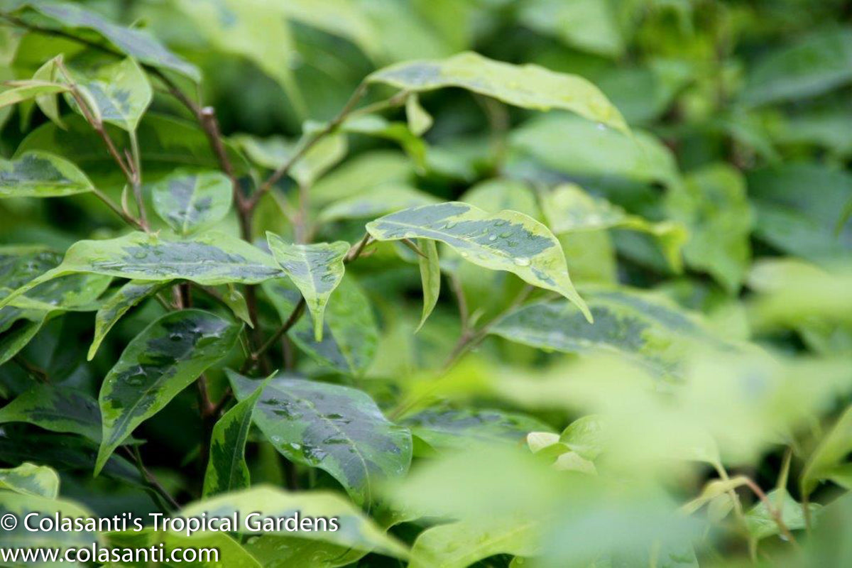 Foliage – Colasanti Farms