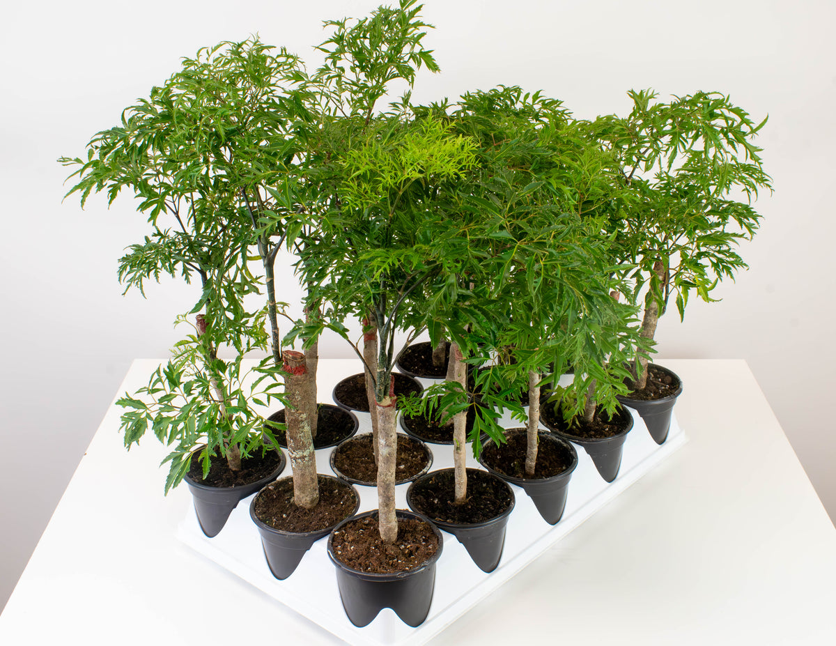 4" Aralia, Ming Cane - PAK 15 – Colasanti Farms