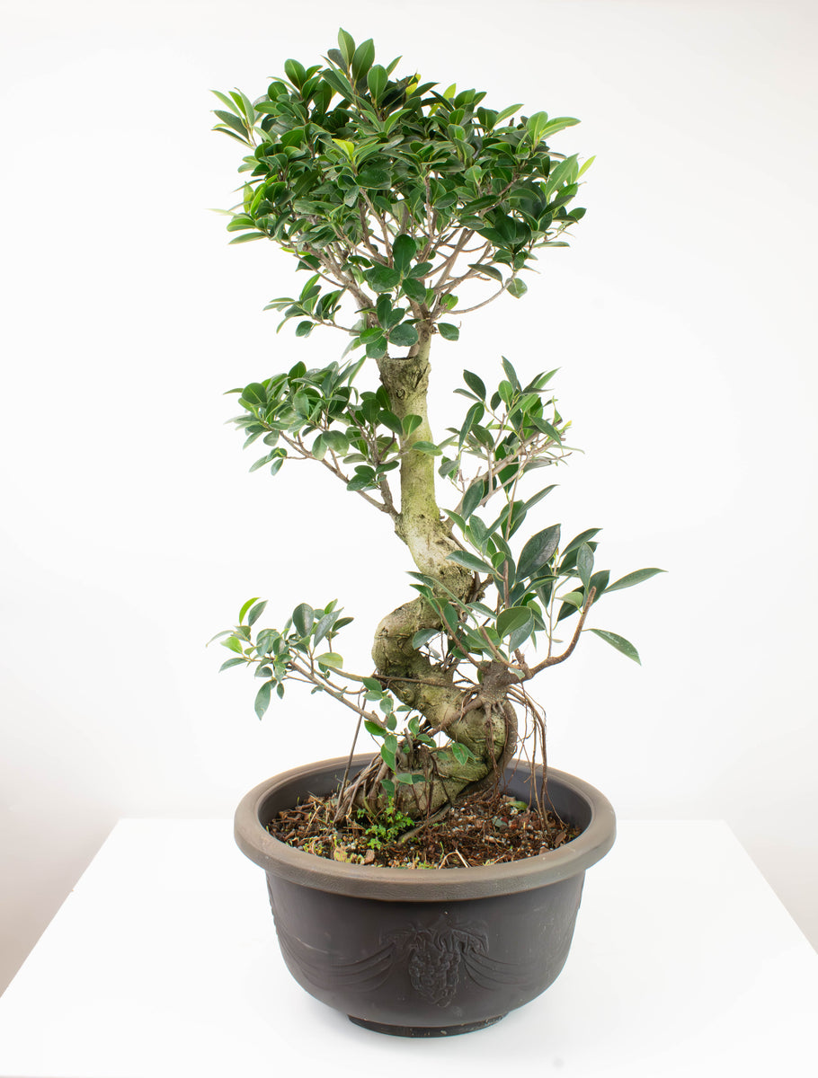 10" Ficus Bonsai, Art Double S-Shape - PAK 1 (NOT EXPORTABLE ...
