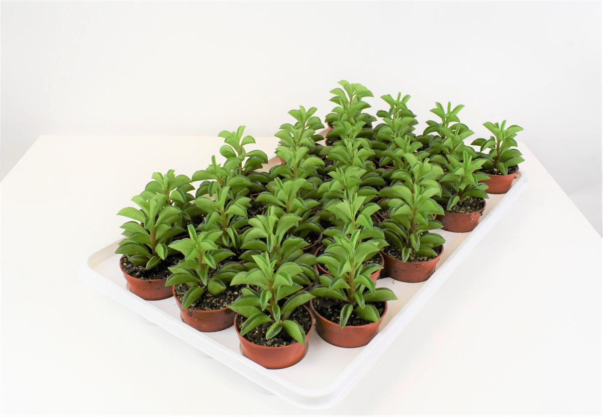 2.5" Peperomia, Taco Leaf - PAK 28 – Colasanti Farms