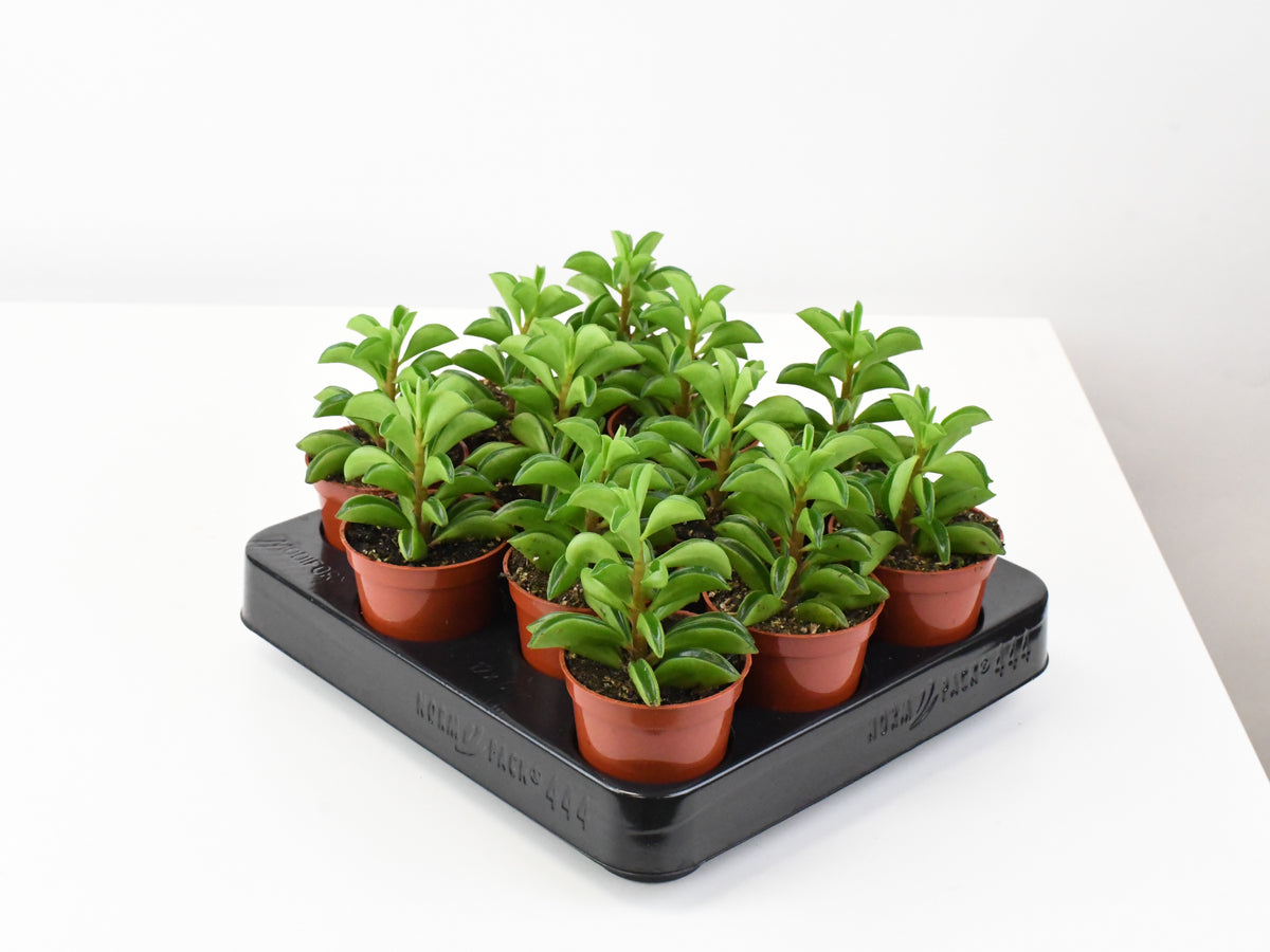 2.5" Peperomia, Taco Leaf - PAK 12 – Colasanti Farms