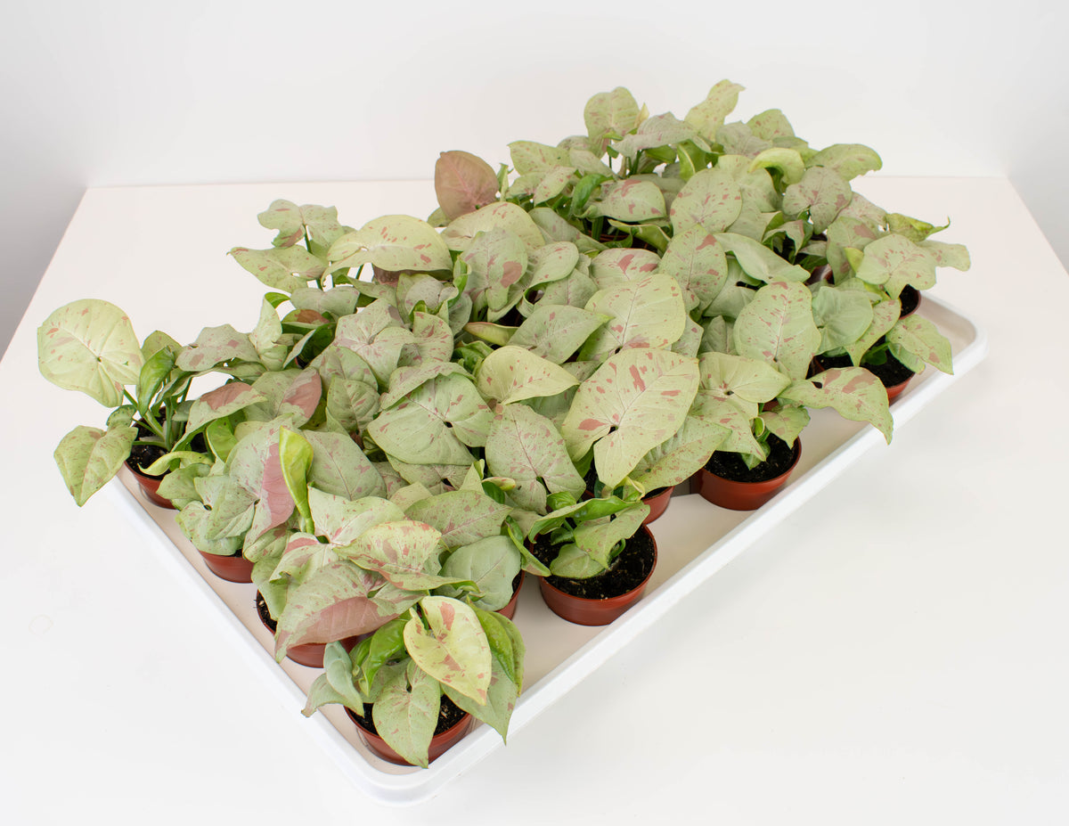 2.5" Nephthytis, Milk Confetti - PAK 28 – Colasanti Farms