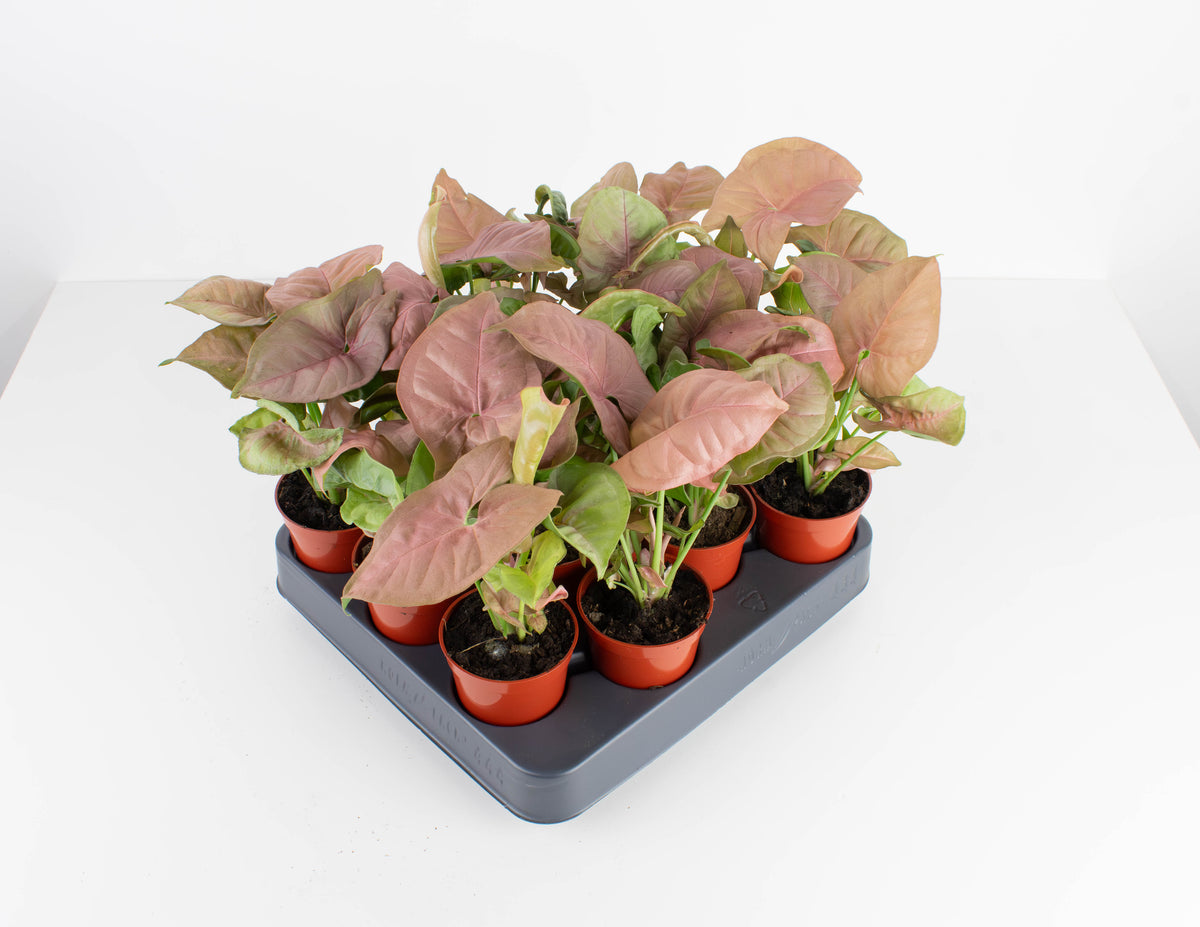 2.5" Nephthytis, Pink Neon - PAK 12 – Colasanti Farms
