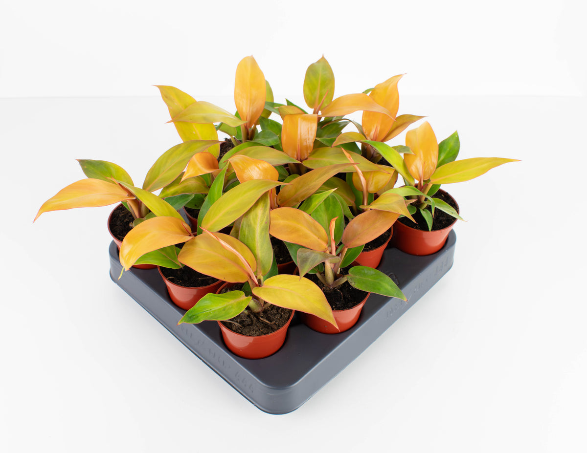 2.5" Philodendron, Red Sun - PAK 12 – Colasanti Farms
