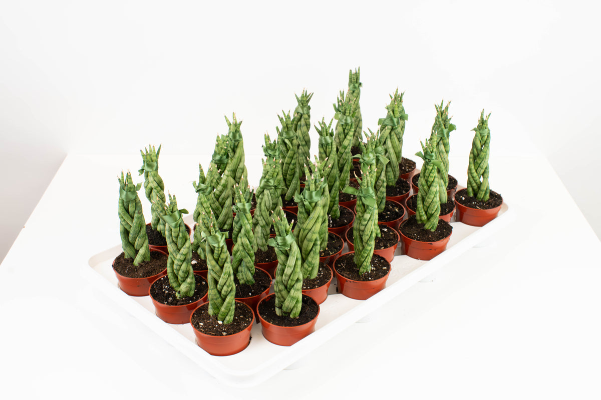 2.5" Sansevieria, Cylindrica Braid - PAK 28 – Colasanti Farms