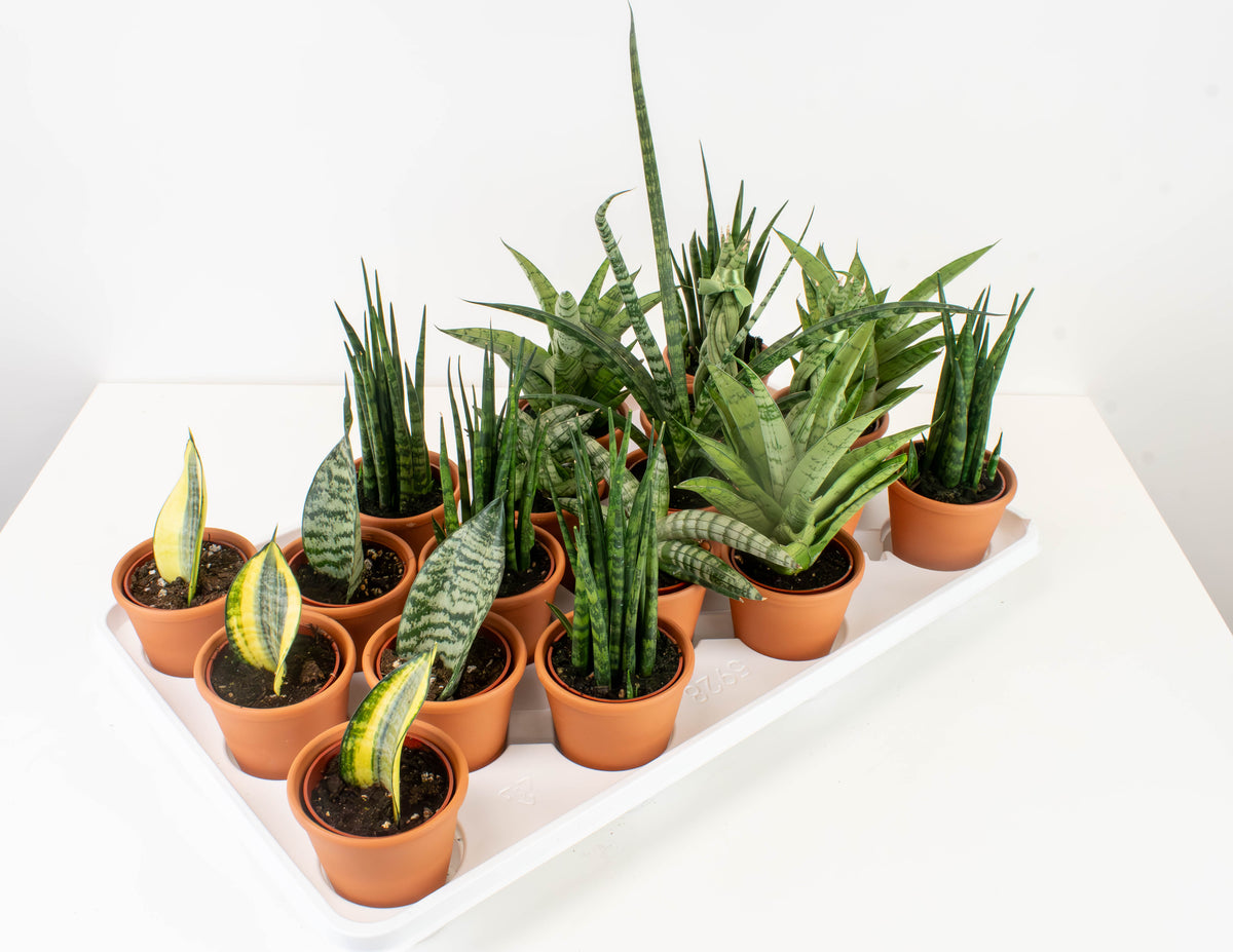 2.5" Sansevieria, Premium Assortment in 3" Rose Clay Pot - PAK 18 ...