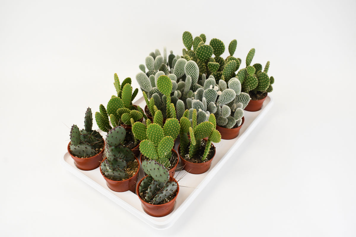 3.25" Cactus, Opuntia Assortment - PAK 18 (Cites) (NOT EXPORTABLE ...