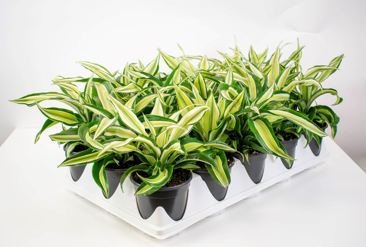 4" Dracaena, Malaika Lime - PAK 15 – Colasanti Farms
