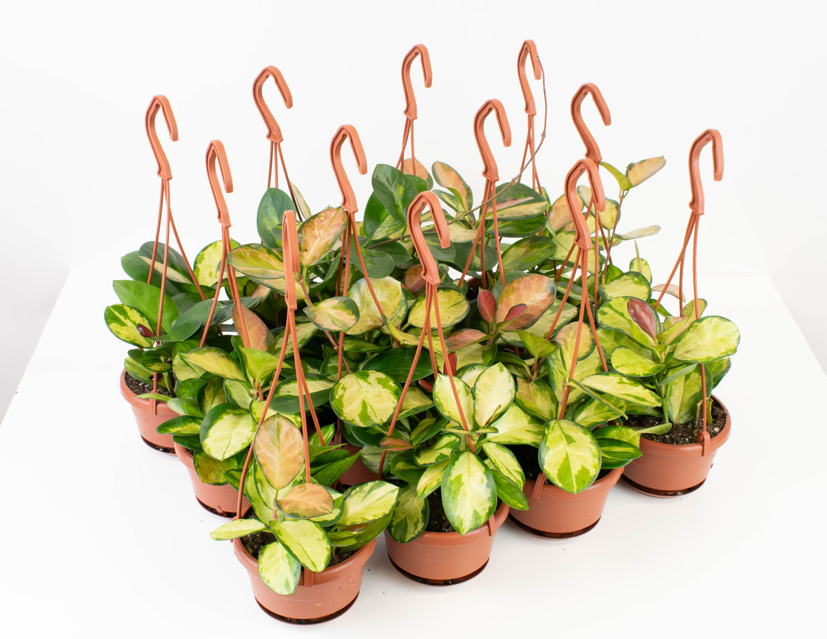 4" HB Hoya, Australis Lisa - PAK 12 – Colasanti Farms