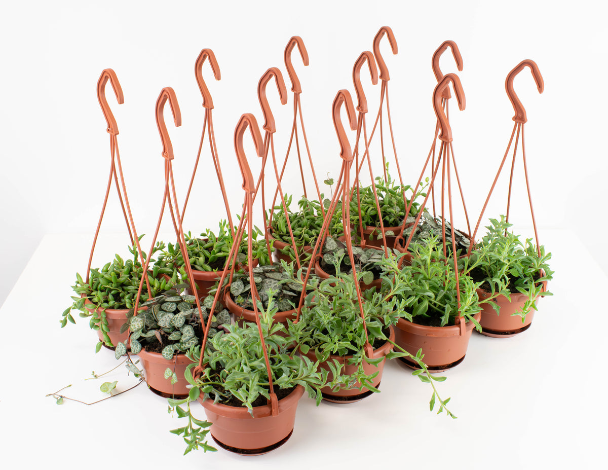 4" HB String, Assortment - PAK 12 – Colasanti Farms