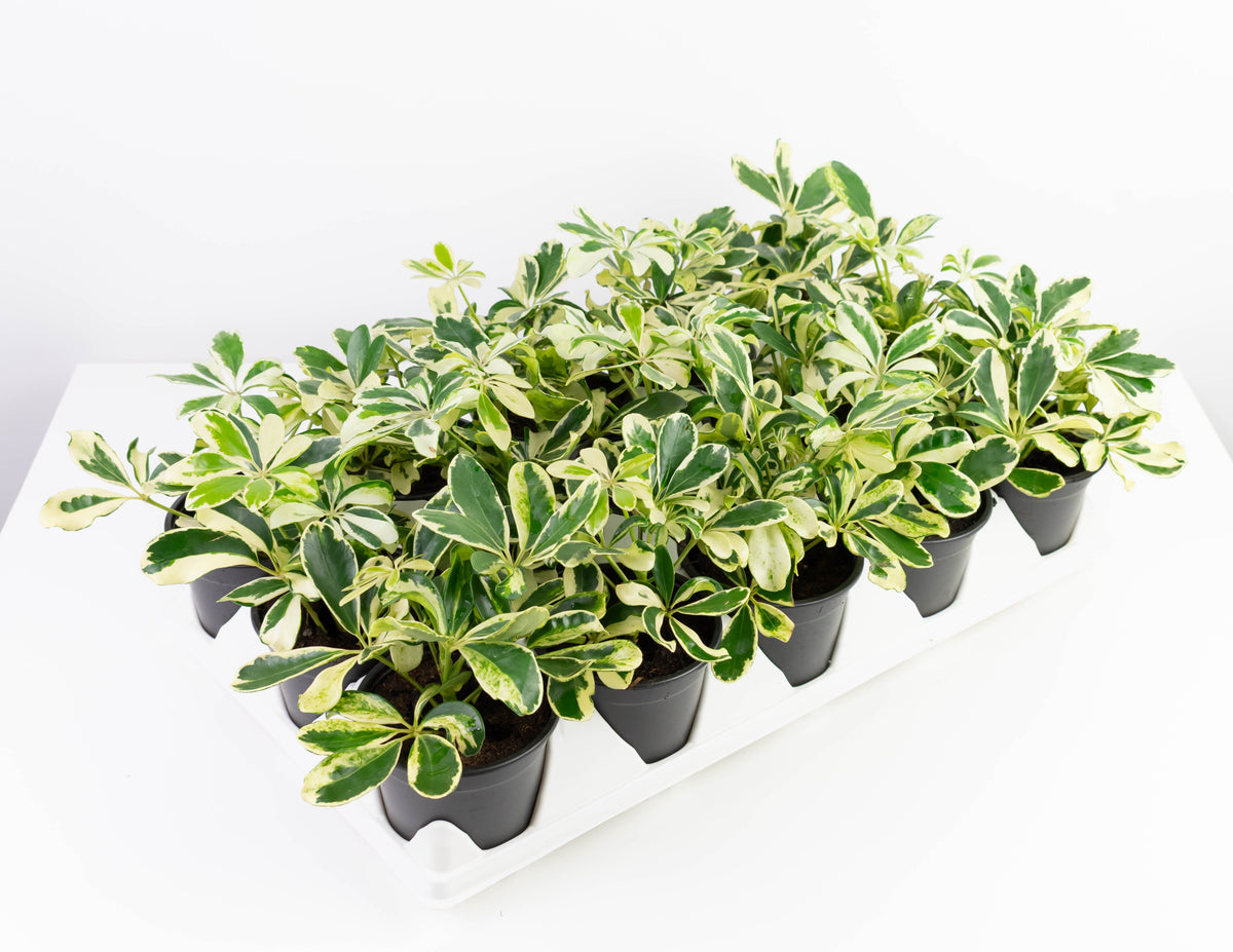 4" Schefflera, Ivory - PAK 15 – Colasanti Farms