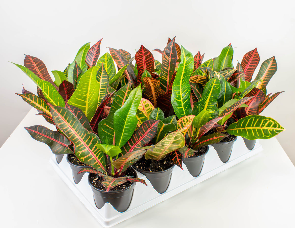 4" Croton, Assortment - PAK 15 – Colasanti Farms