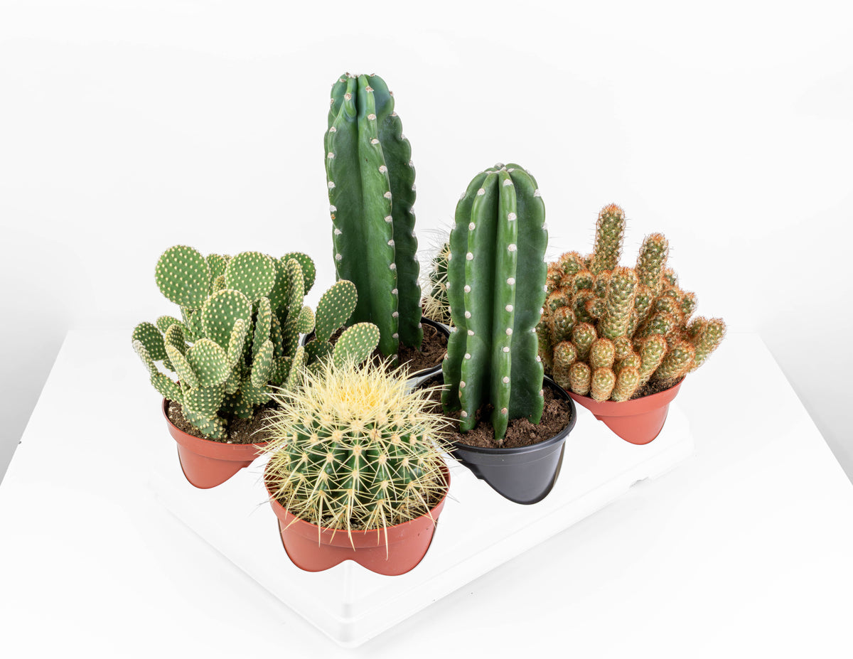 6" Cactus, Assortment - PAK 6 (Cites) (NOT EXPORTABLE) – Colasanti Farms