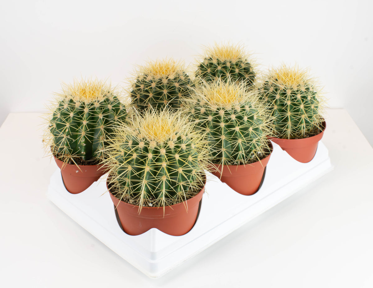 6" Cactus, Golden Barrel - PAK 6 (Cites) (NOT EXPORTABLE) – Colasanti Farms