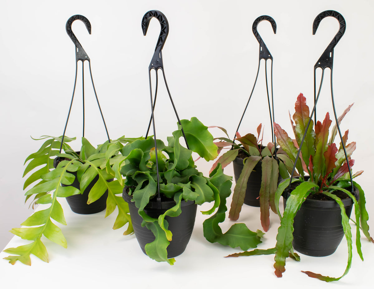 6" HB Cactus, Orchid Assortment - PAK 6 – Colasanti Farms