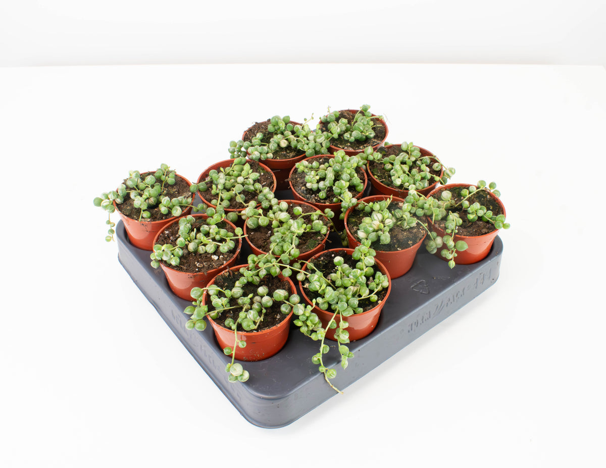 2.5" String of Pearls, Variegated - PAK 12 – Colasanti Farms