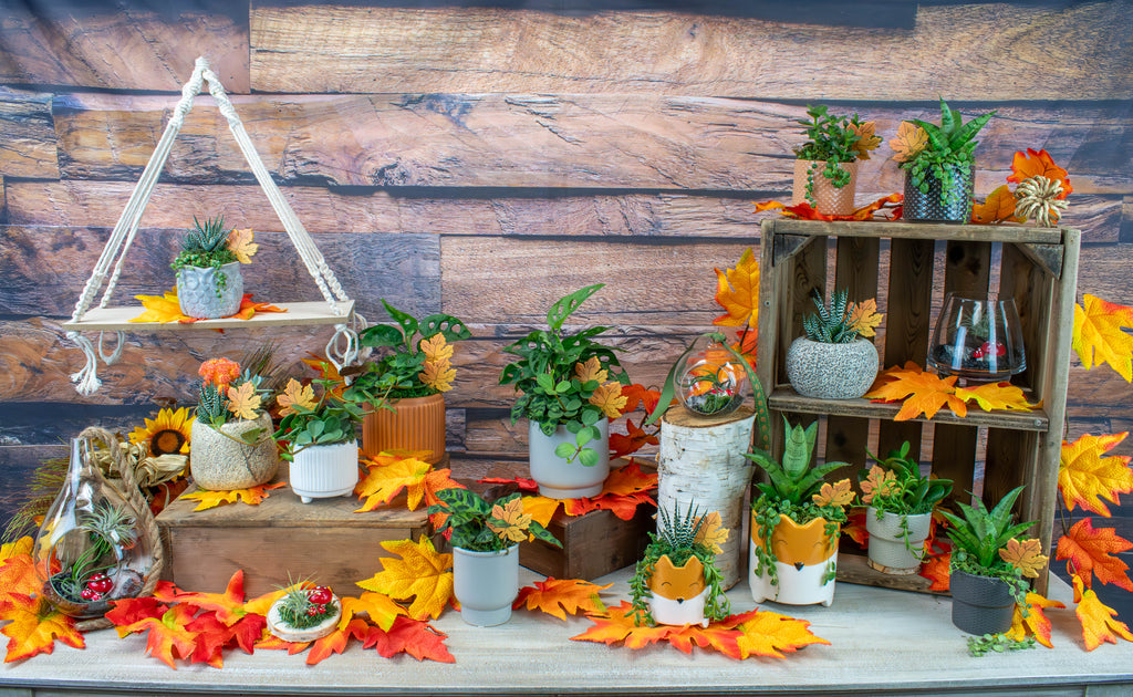 Colasanti Farms | Wholesale Plants