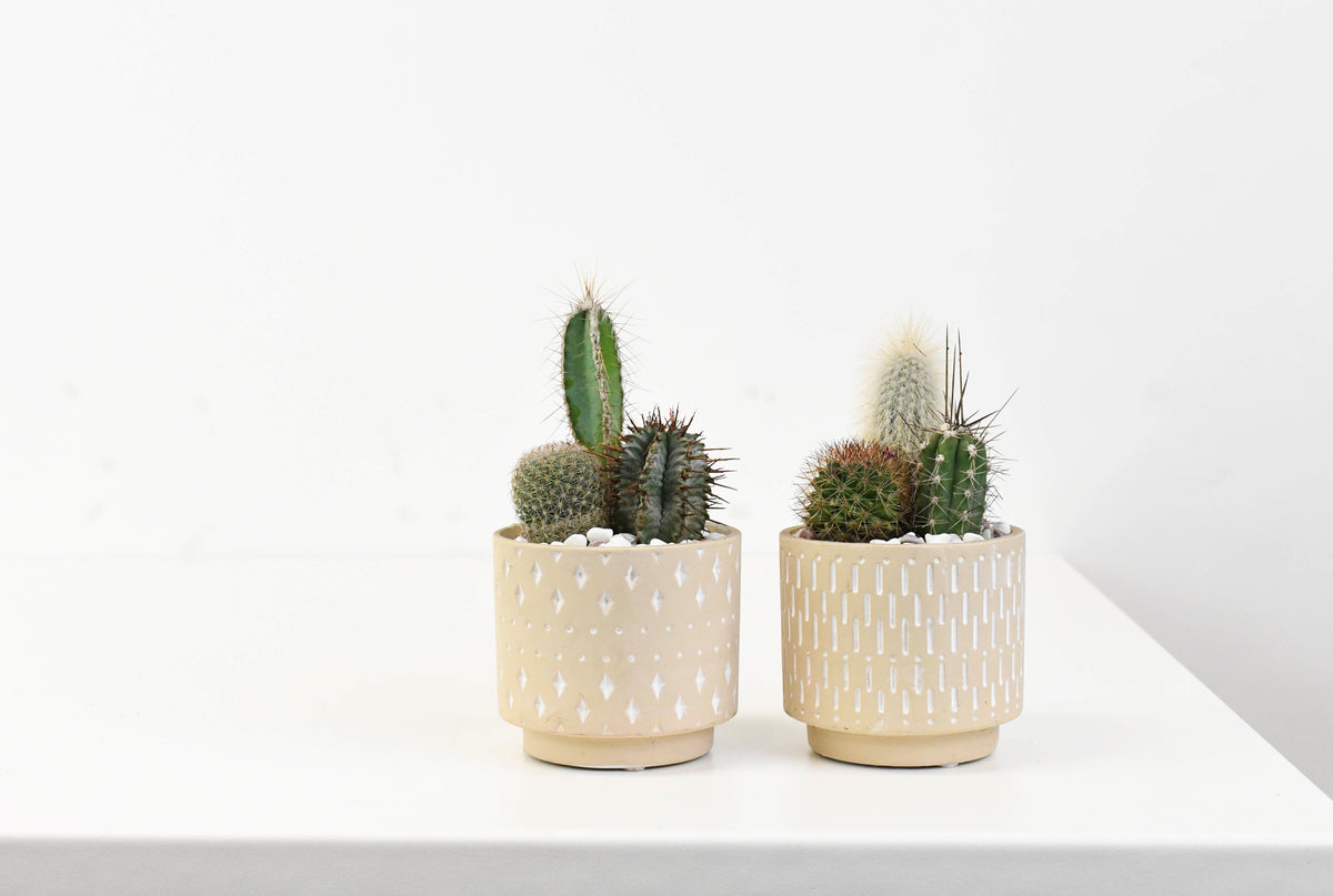 Amira Cactus Arrangement - PAK 15 (NOT EXPORTABLE) – Colasanti Farms