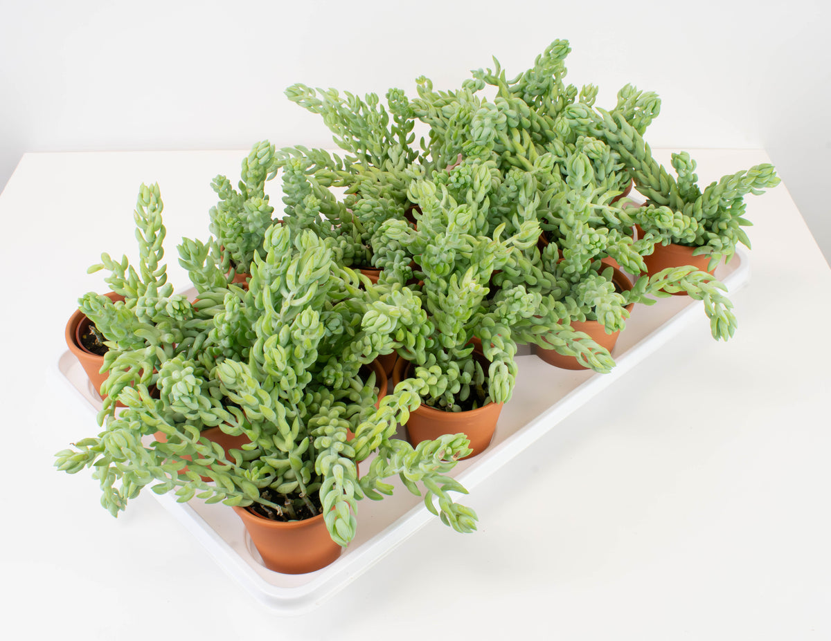 2.5" Succulent, Burro's Tail in 3 Rose Clay Pot - PAK 18 – Colasanti Farms