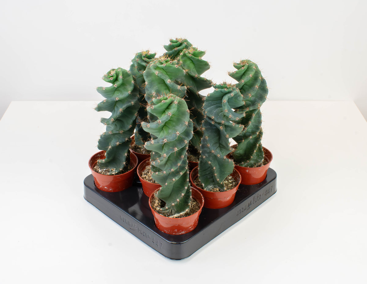 3.25" Cactus, Spiral - PAK 8 (Cites) (NOT EXPORTABLE) – Colasanti Farms