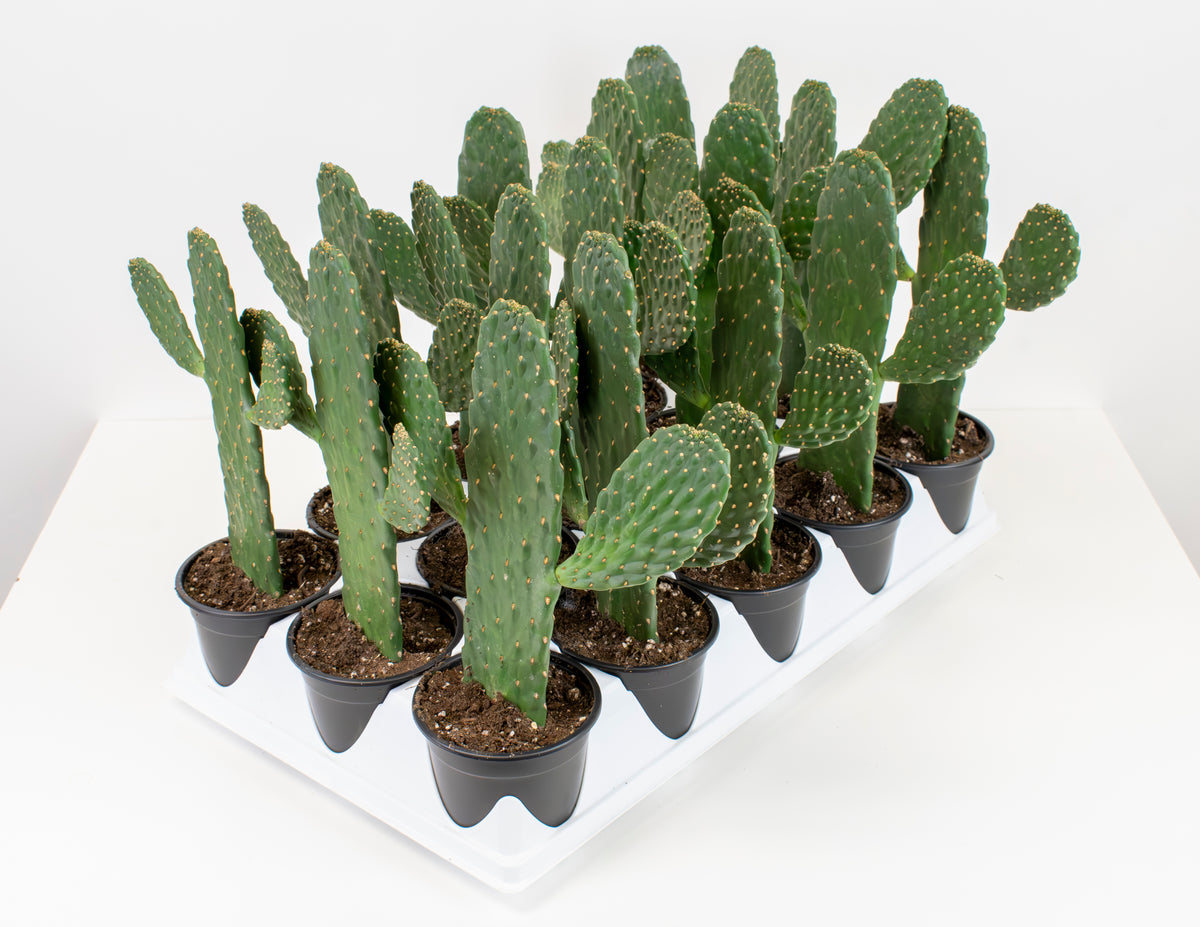 4" Cactus, Consolea Cowboy - PAK 15 (Cites) (NOT EXPORTABLE ...