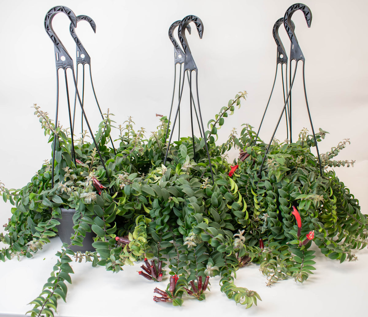 6.5" HB Columnea, Twister - PAK 6 – Colasanti Farms