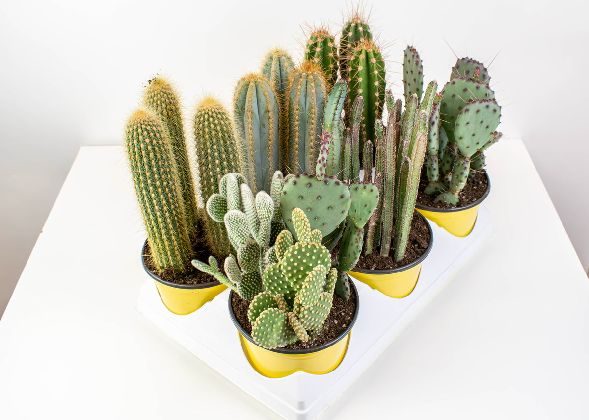 6" Cactus, Assortment - PAK 6 (Cites) (NOT EXPORTABLE) – Colasanti Farms