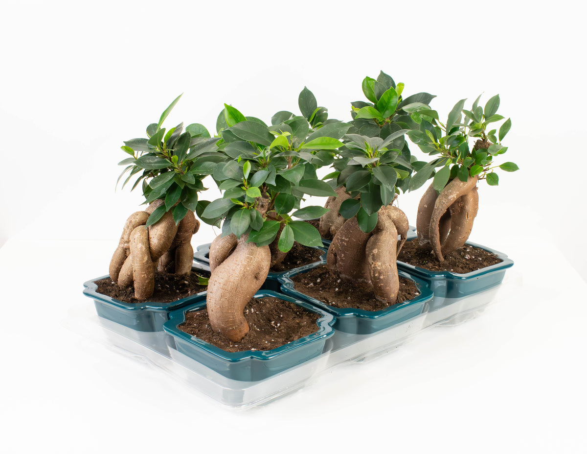 6" Ginseng Bonsai in Teal Pot - PAK 6 (NOT EXPORTABLE) – Colasanti Farms
