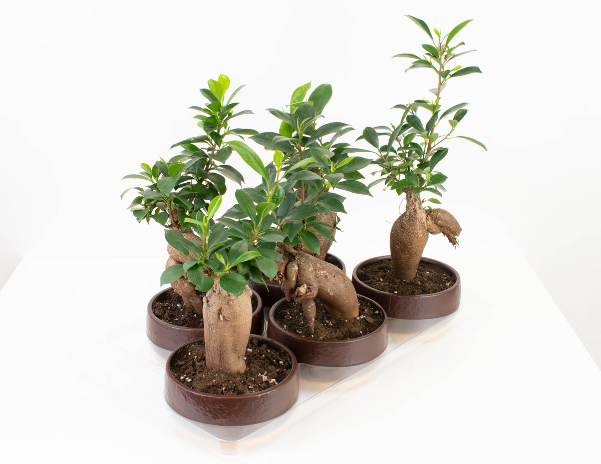 5.5" Ginseng Bonsai in Brown Bowl w/ Saucer - PAK 5 (NOT EXPORTABLE ...