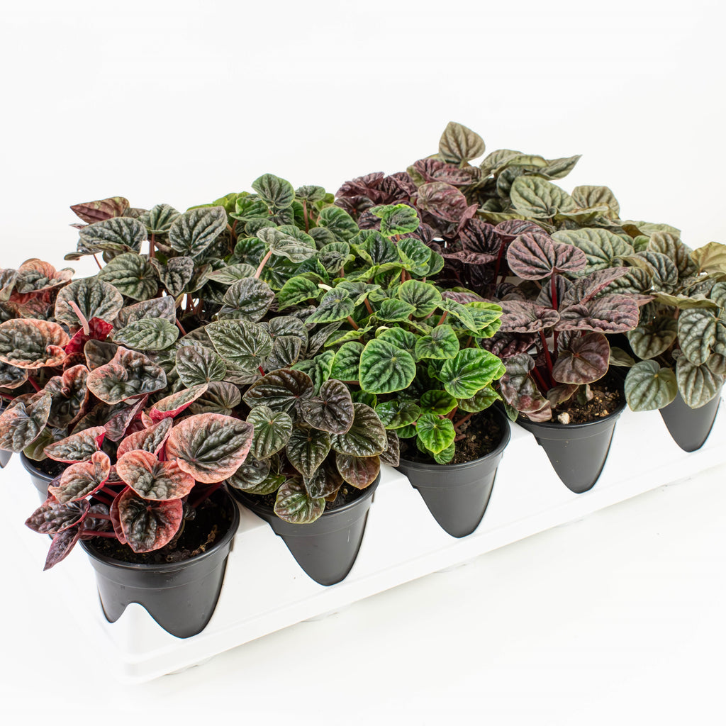 PLANT PROMOS – Colasanti Farms