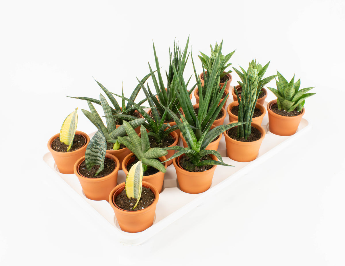 2.5" Sansevieria, Premium Assortment in 3" Rose Clay Pot - PAK 18 ...
