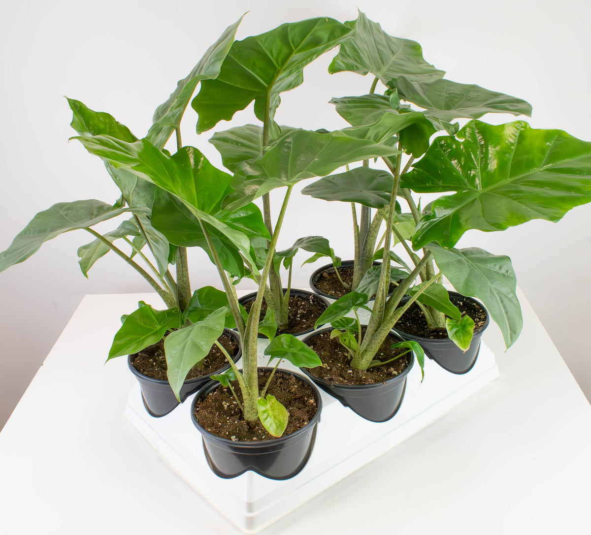 6" Alocasia, Porto Dora - PAK 6 – Colasanti Farms