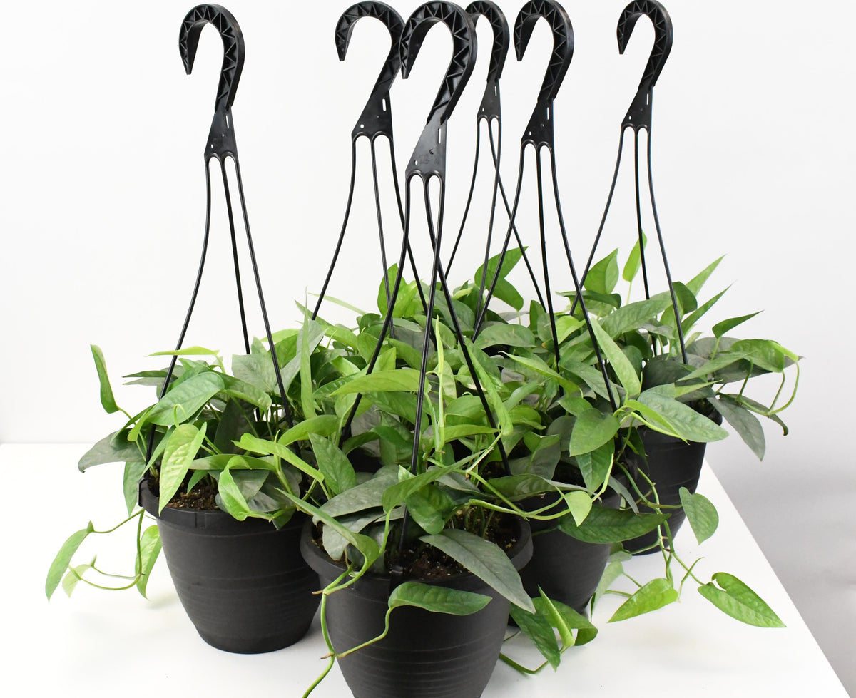 6.5" HB Pothos, Cebu Blue - PAK 6 – Colasanti Farms