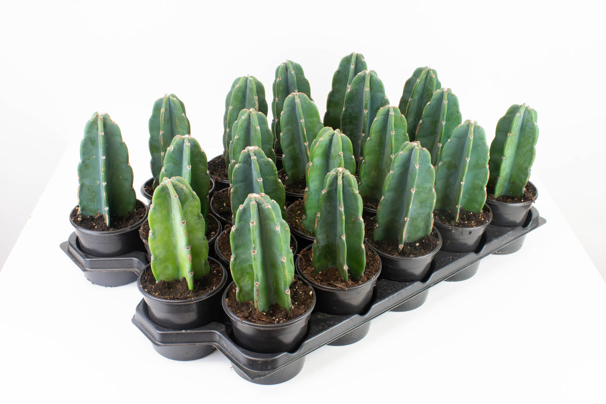 4" Cactus, Cuddly - PAK 15 (Cites) (NOT EXPORTABLE) – Colasanti Farms