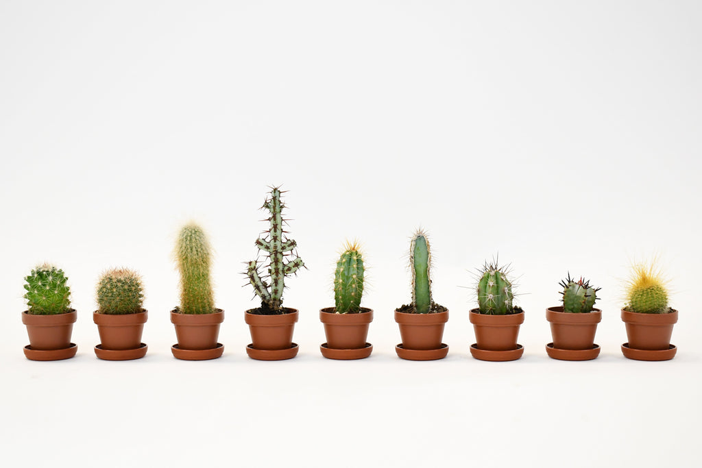 Colasanti Farms | Wholesale Plants