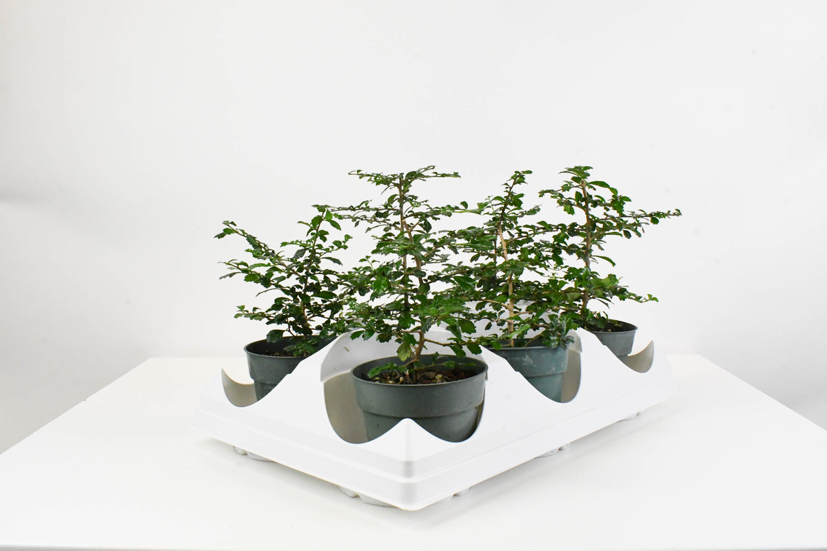 5" Fukien Tea Bonsai, Ball - PAK 6 (NOT EXPORTABLE) – Colasanti Farms