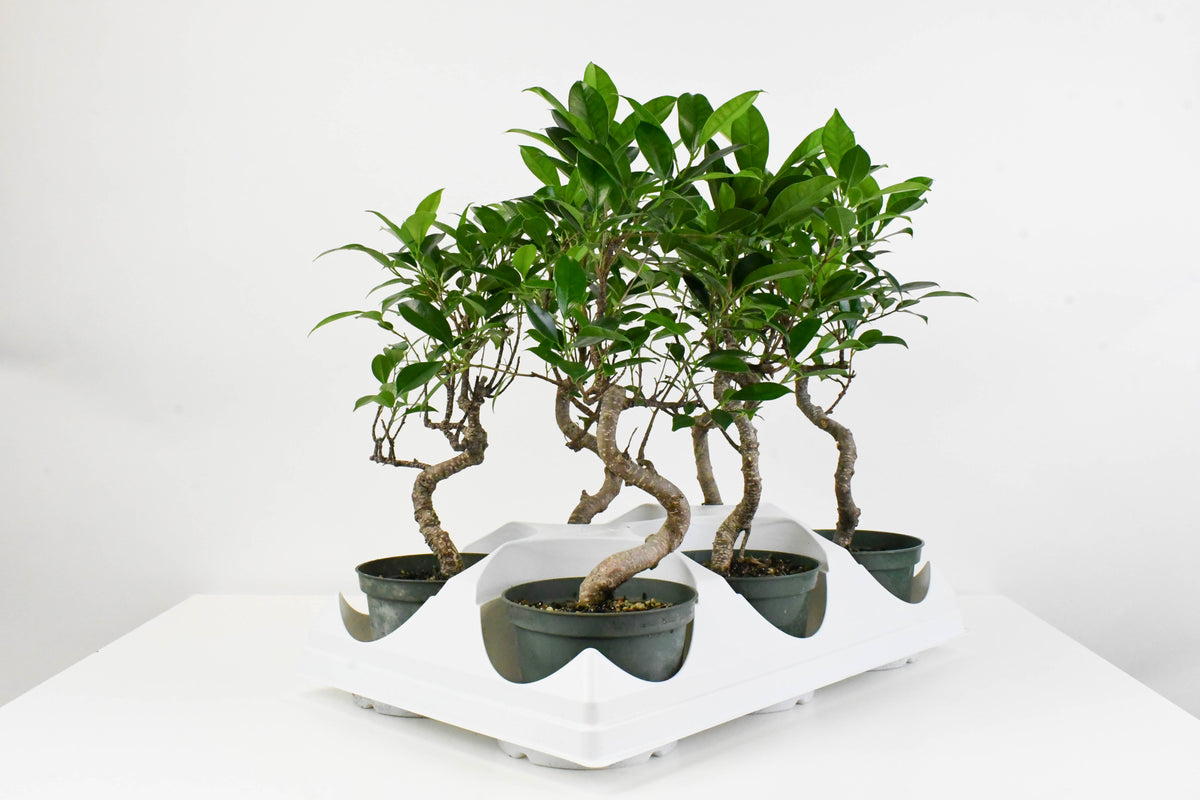 5" Retusa Bonsai, Art - PAK 6 (NOT EXPORTABLE) – Colasanti Farms