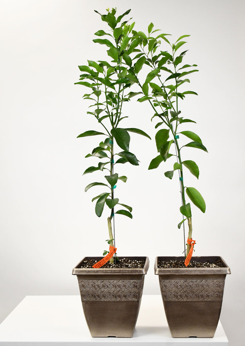 10" Citrus, Ponkan Mandarin- PAK 2 (NOT EXPORTABLE) – Colasanti Farms