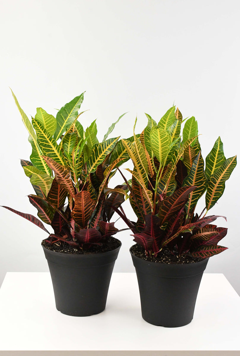 10" Croton, Assortment - PAK 2 – Colasanti Farms