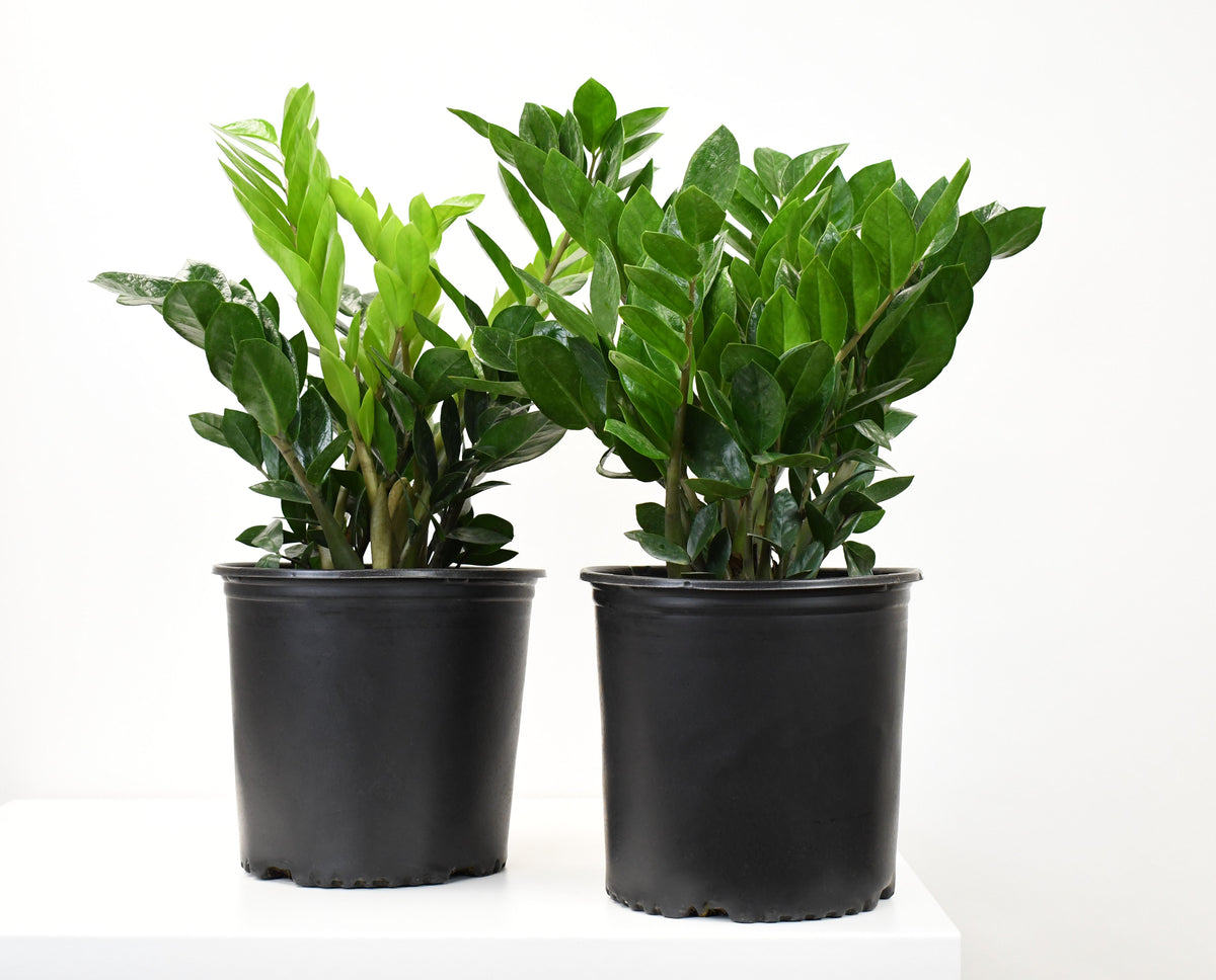 10" ZZ Plant - PAK 2 – Colasanti Farms