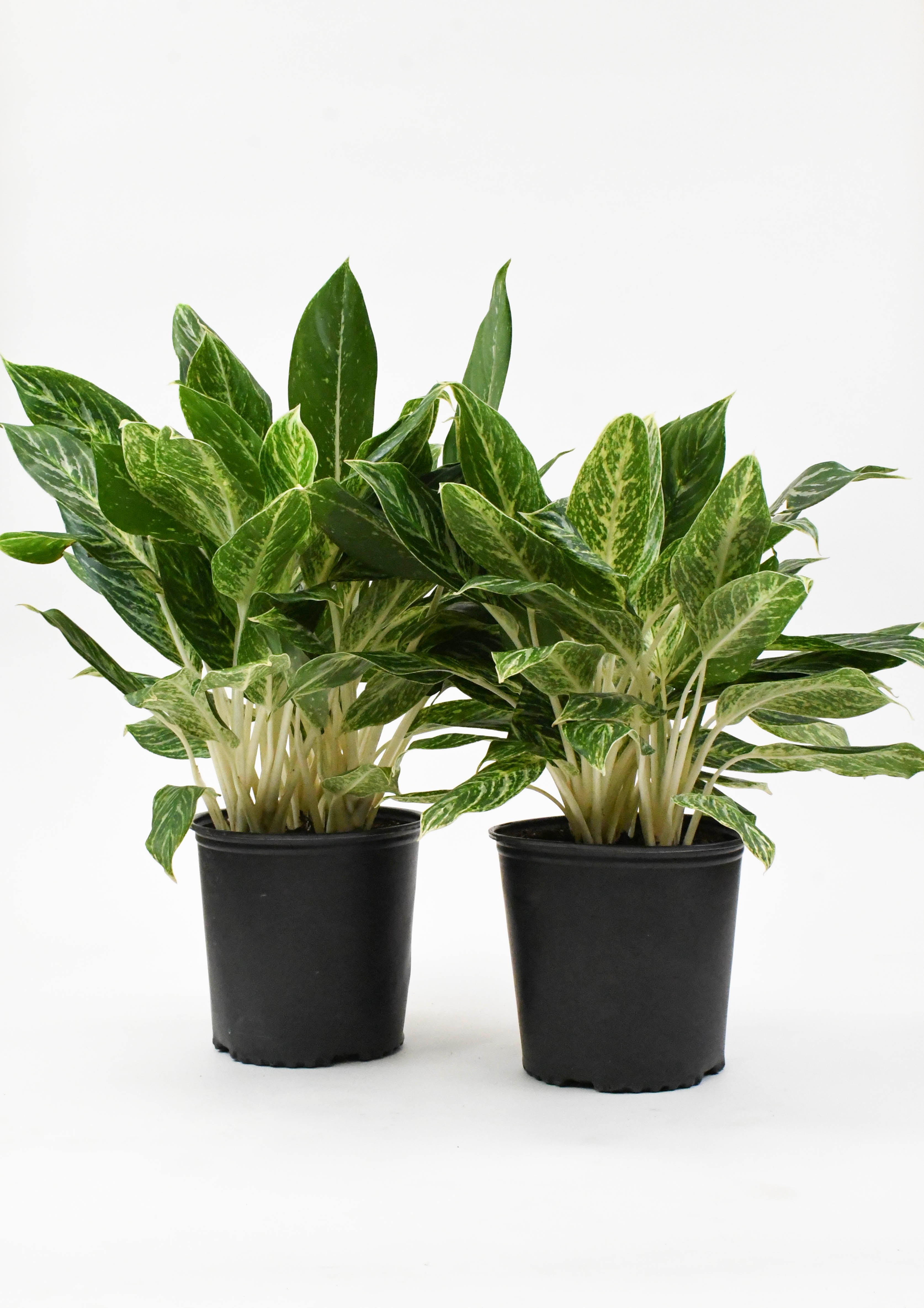 10" Aglaonema, Assorted - PAK 2 – Colasanti Farms