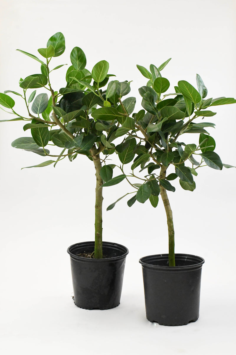 10" Ficus, Audrey Standard - PAK 2 – Colasanti Farms