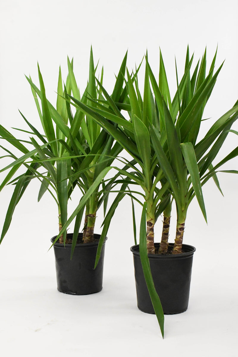 10" Yucca, Cane Tip - PAK 2 – Colasanti Farms