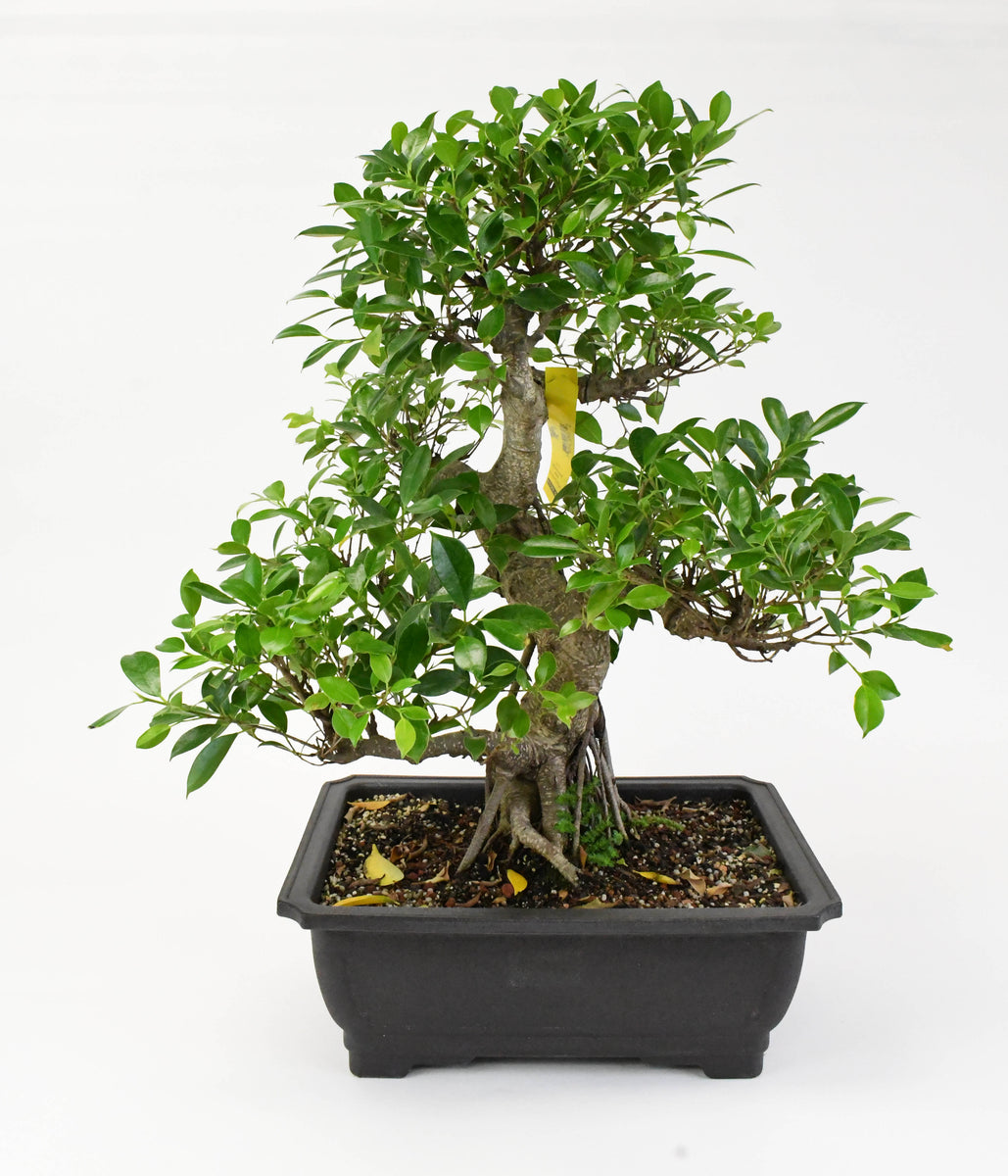 15" Retusa Bonsai, Art Short/Fat - PAK 1 (NOT EXPORTABLE) – Colasanti Farms