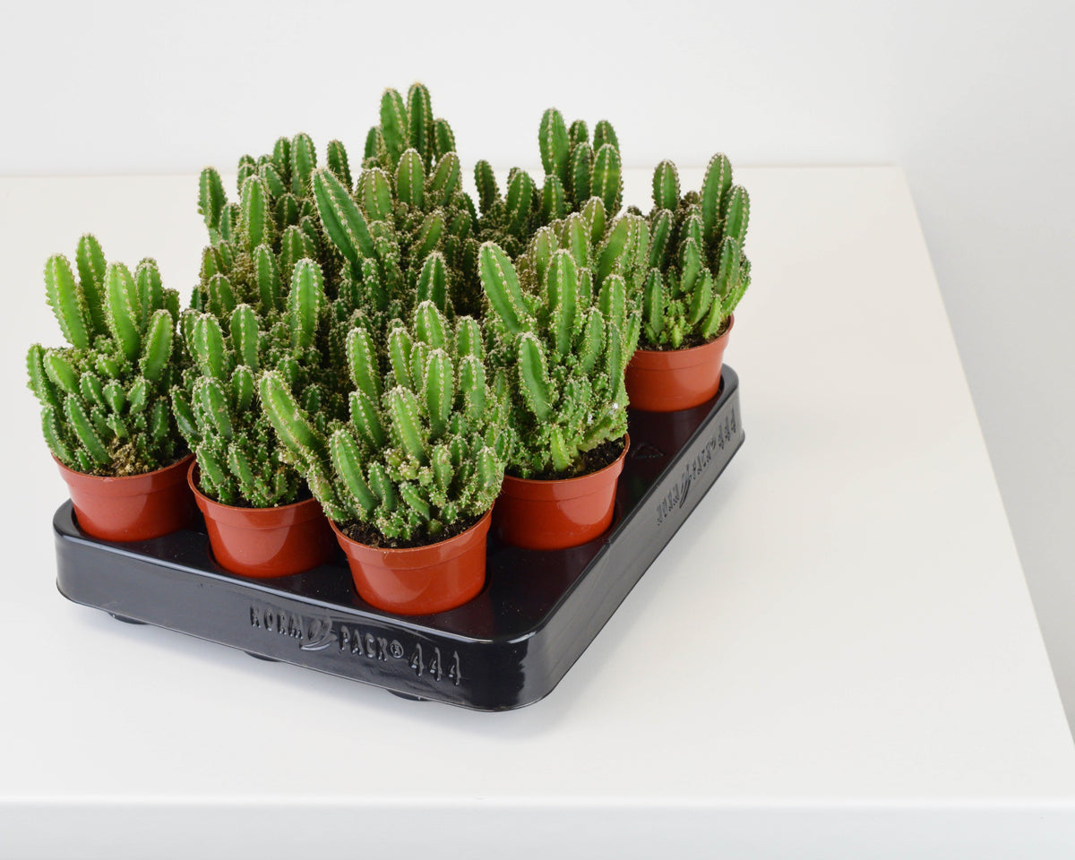2.5" Cactus, Cereus Fairy Castle - PAK 12 (Cites) (NOT EXPORTABLE ...