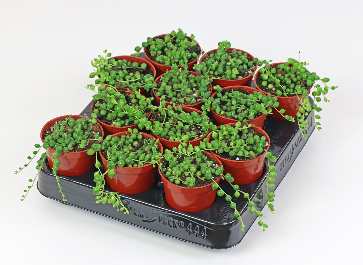 2.5" String of Pearls - PAK 12 – Colasanti Farms